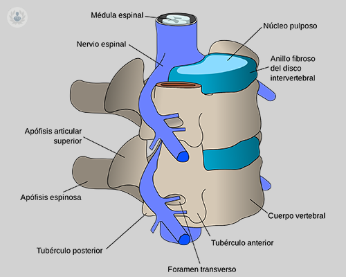 El futuro de la reparación biológica de los discos intervertebrales ...