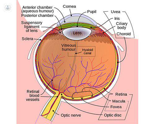 Retina: qué es, síntomas y tratamiento | Top Doctors