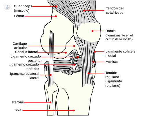 Lesiones del ligamento cruzado anterior (LCA) | Top Doctors